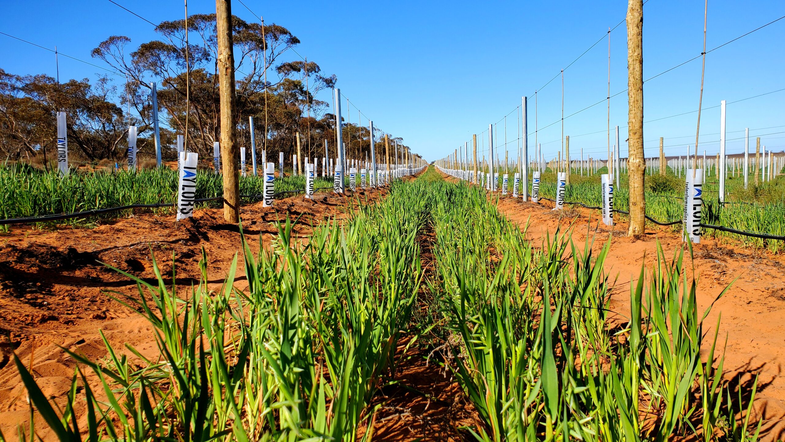 Taylors Farm Supplies – Taylors Farm Supplies